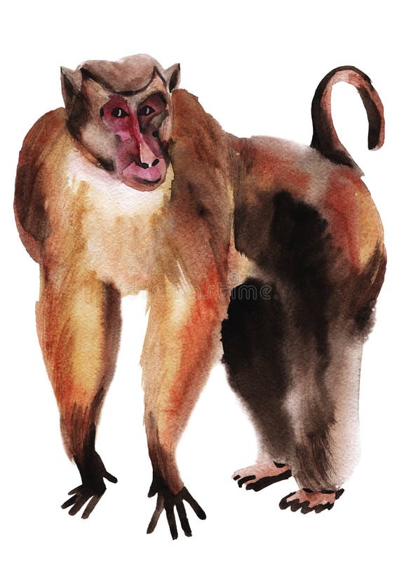 Macaque Stock Illustrations – 13,225 Macaque Stock Illustrations ...