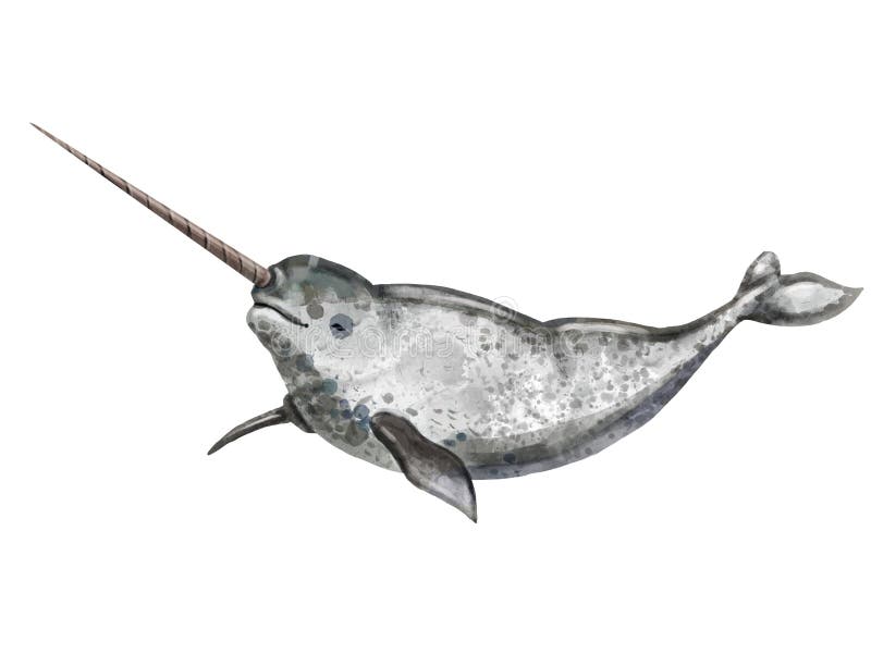 Watercolor Narval Stock Illustrations – 18 Watercolor Narval Stock ...