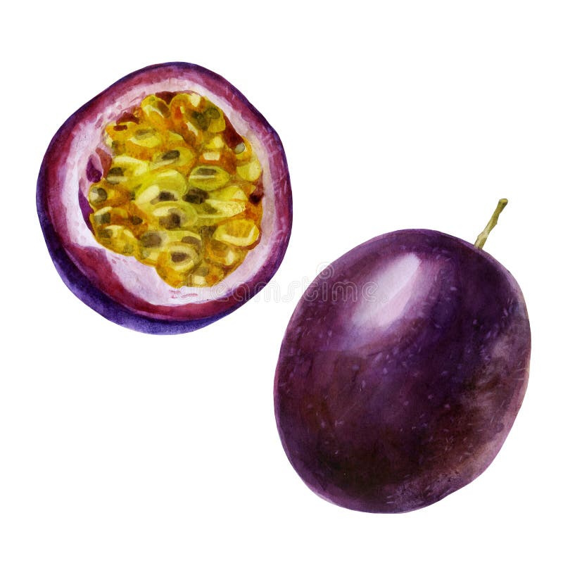 Watercolor Illustration Passion Fruit Image Of Half Passion Fruit