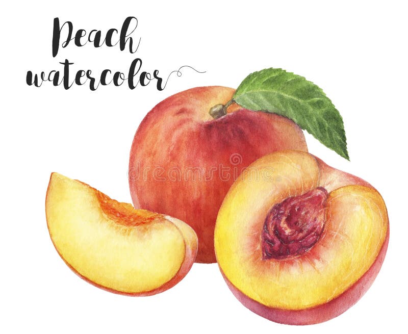 Watercolor Illustration of Peach Fruit Composition Close Up. Design ...