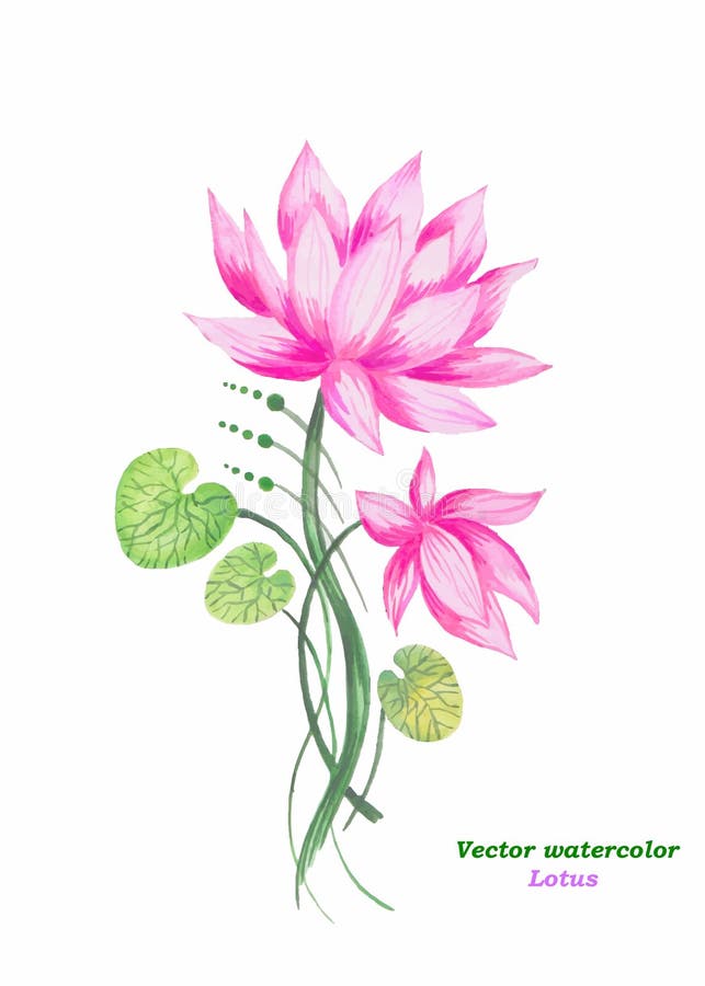 Watercolor Illustration Pink Lotus. Vector. Floral Background Stock ...