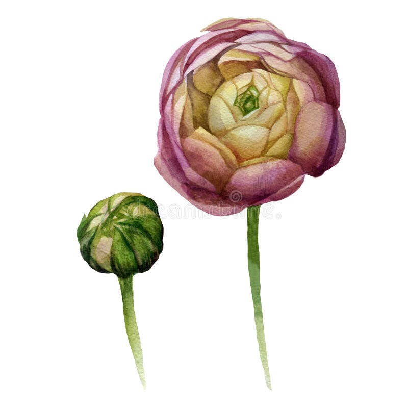 303 Pink Watercolor Ranunculus Flower Stock Photos - Free & Royalty ...