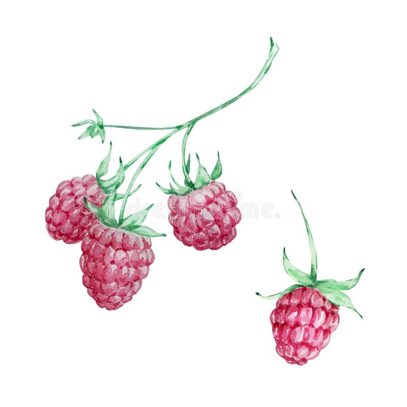 Watercolor Illustration Raspberry Branch with Berries Stock ...