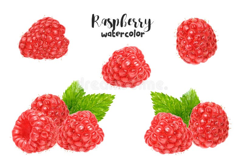 Watercolor Illustration of Raspberry Close Up. Design Template for ...