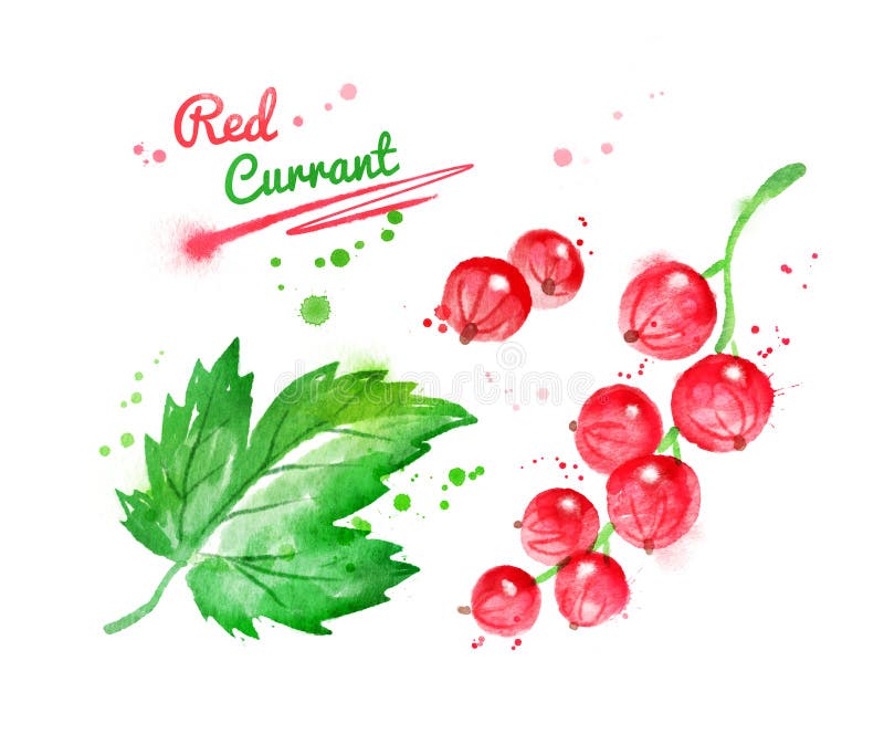 Watercolor Illustration of Red Currant Stock Illustration ...