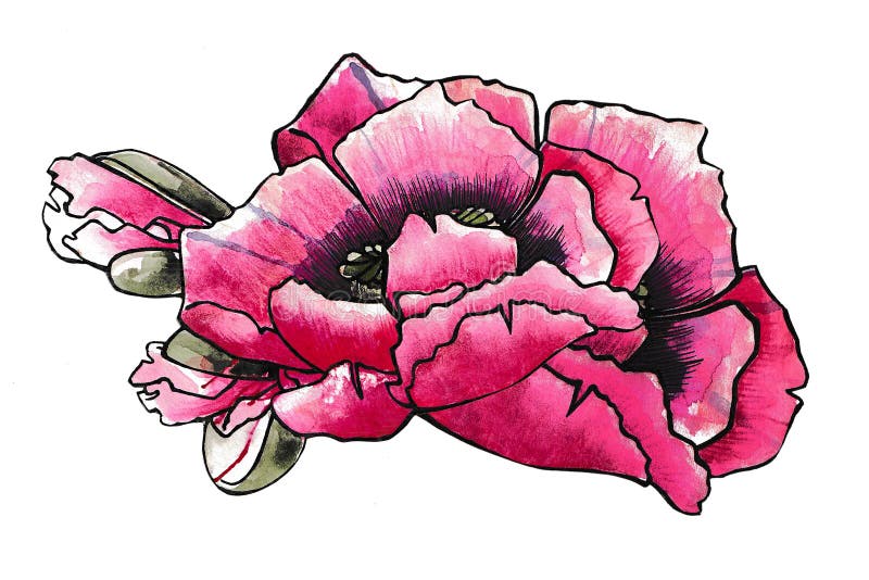 Watercolor Illustration Red Poppy Flower Isolated On White Stock