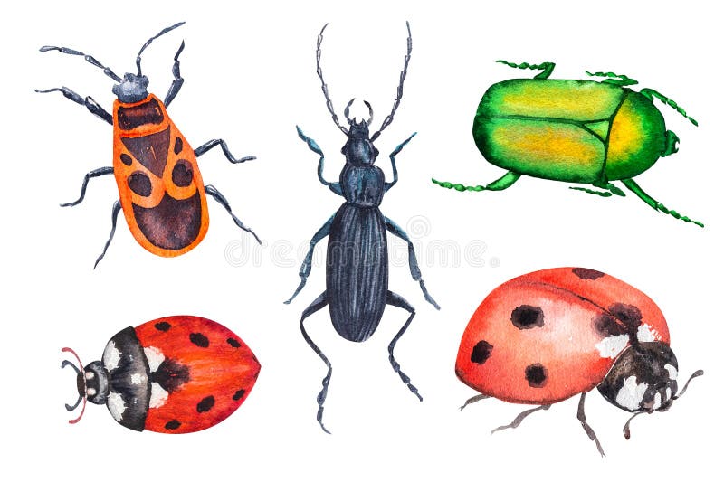 Watercolor Illustration Set of Different Insects Bugs. Hand Drawn ...