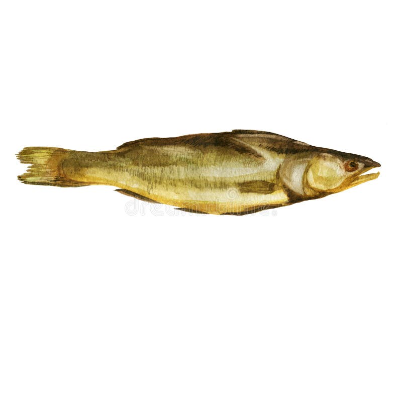 Watercolor Illustration. Smoked Dried Fish of Different Types. Stock ...