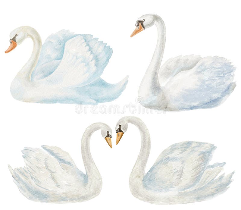 Watercolor Illustration of Swan. Set Stock Photo - Image of painting ...