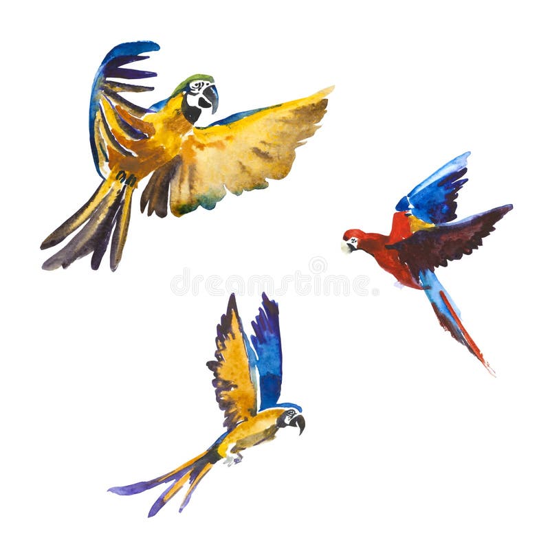 Watercolor Illustration with Three Fliyng Parrost Different Types ...