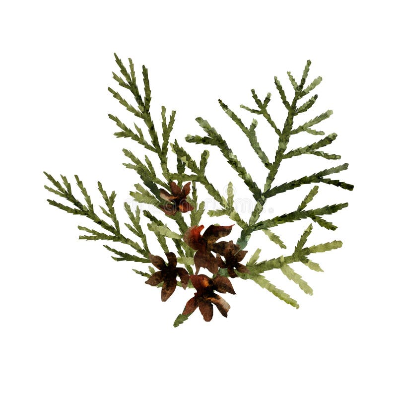 Watercolor Illustration of Thuja Twigs and Cones, Hand-drawn Thuja ...