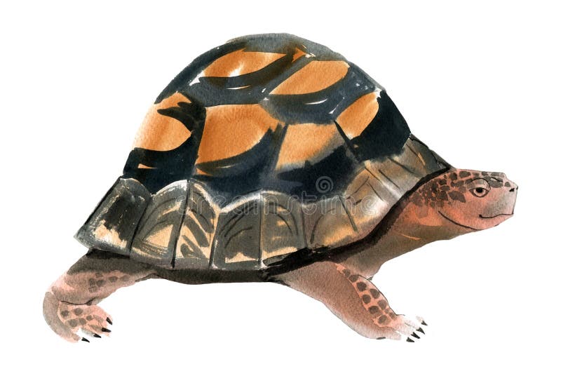 Land turtle illustration stock vector. Illustration of tortoise - 2580709