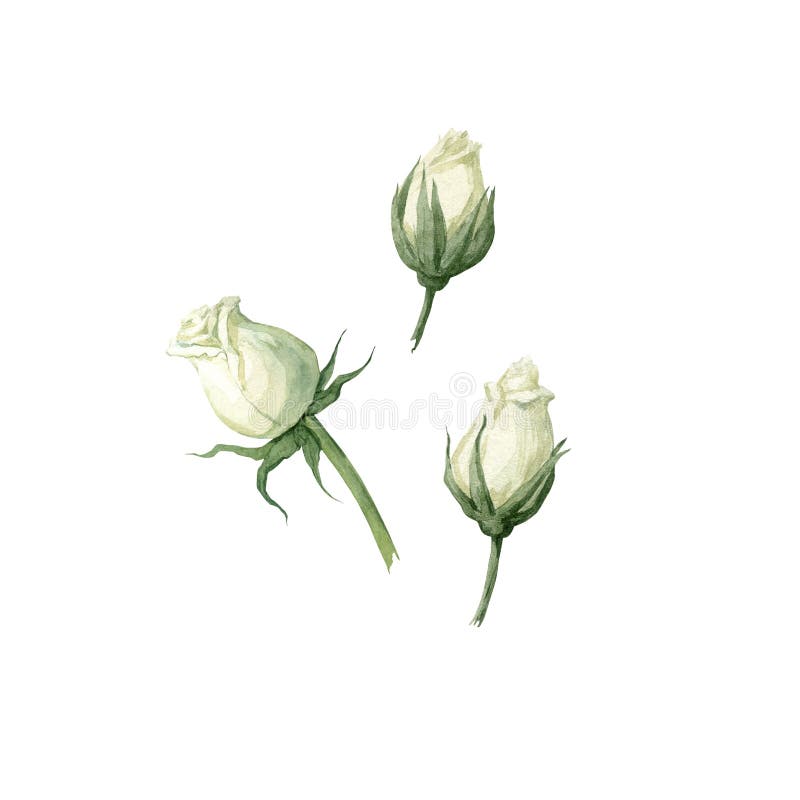 Watercolor Illustration of a White Rose Bud Stock Illustration ...
