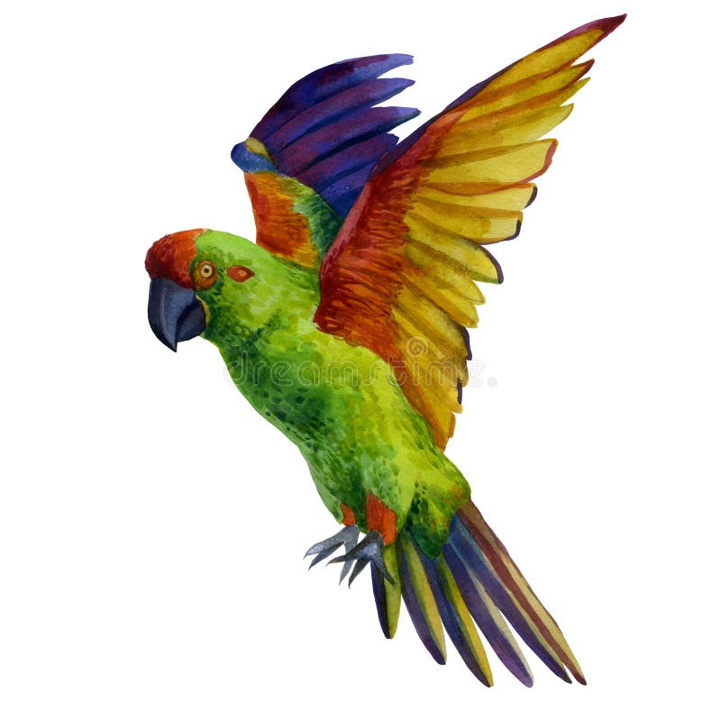 Watercolor Illustration. a Winged Parrot, a Flying Parrot Stock ...