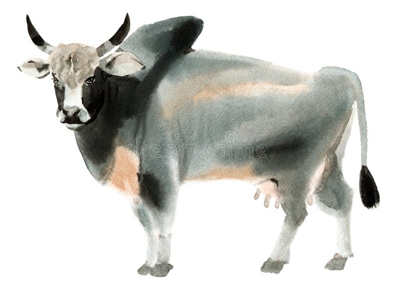 Watercolor Illustration Of Zebu In White Background. Stock Illustration ...