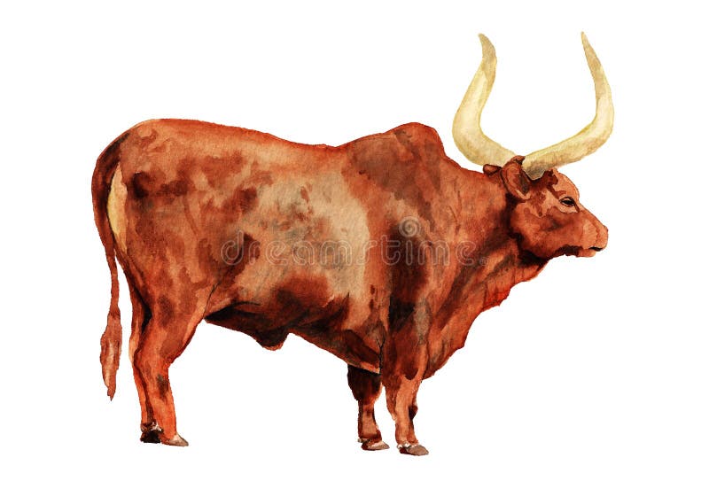 Banteng Color Stock Illustrations – 4 Banteng Color Stock Illustrations ...