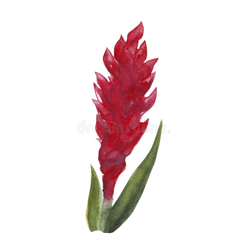 Watercolor Image of Tropical Red Ginger Flower Stock Illustration ...