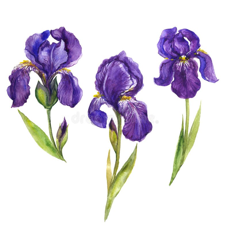 Watercolor Irises Flowers Set Stock Illustration - Illustration of ...