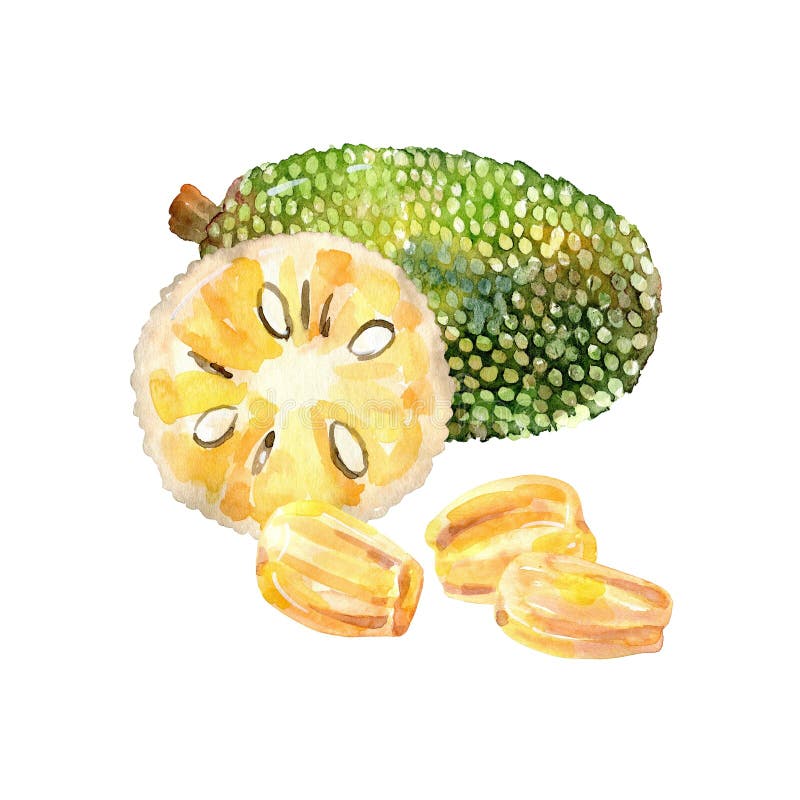 Watercolor jackfruit. stock image. Illustration of ripe - 317927041