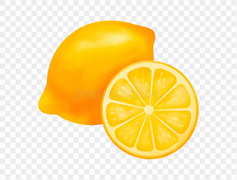 Watercolor Lemon and Slice, Fresh Citrus Fruit Summer Vector Stock ...