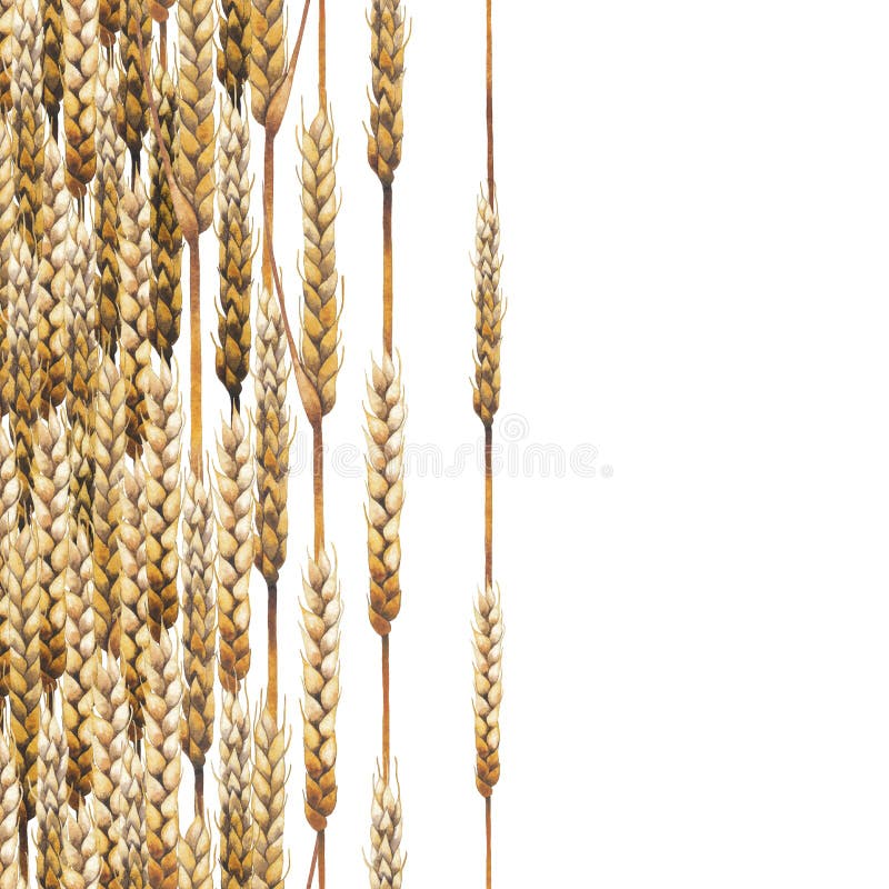 Watercolor malt design stock illustration. Illustration of alcohol ...