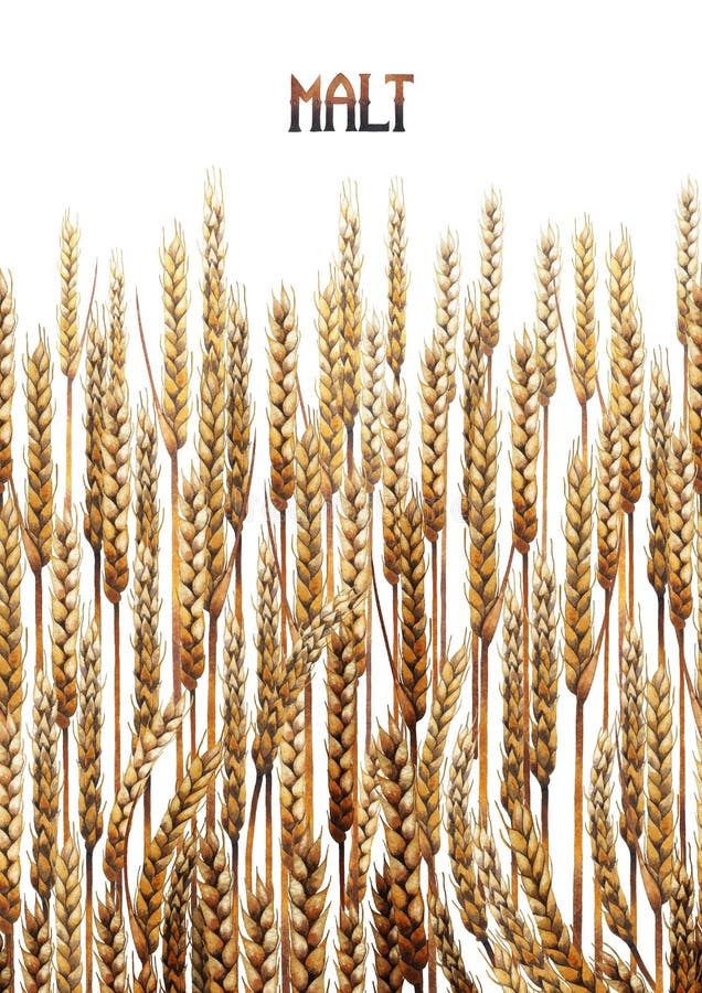 Barley stock vector. Illustration of farming, natural - 15443633