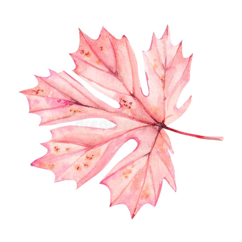 Watercolor Maple Leaf on White Background 2 Stock Image - Image of ...