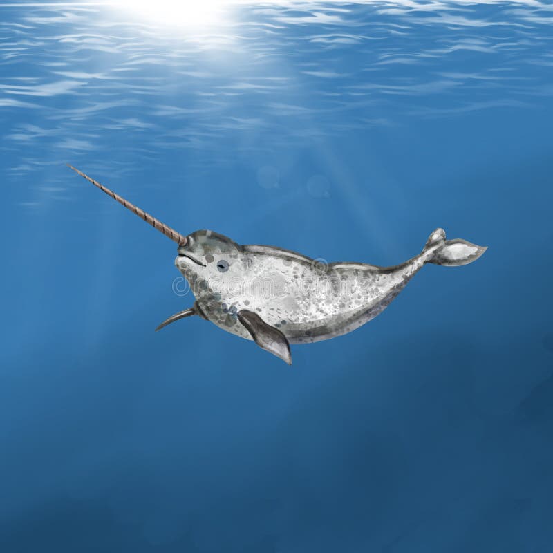 Watercolor Narval Stock Illustrations – 18 Watercolor Narval Stock ...