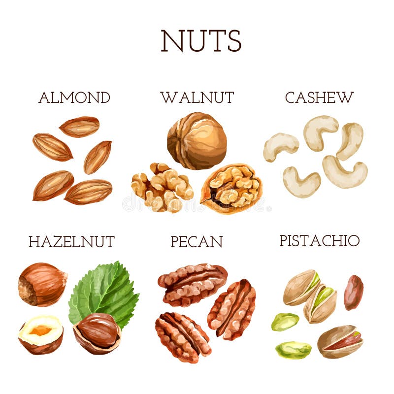Watercolor Nut Collection. Different Types of Nuts with Names Stock ...