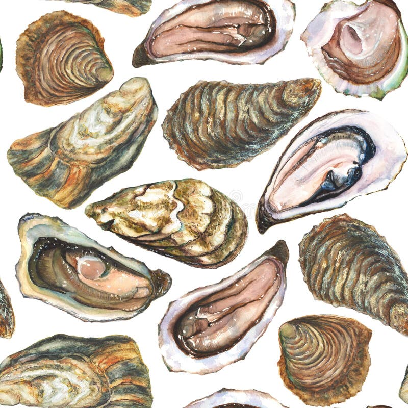 Watercolor Oysters Seamless Pattern on White Backgroun Stock ...