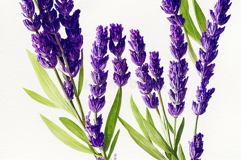 Watercolor Paint of Lavender on a White Background Stock Illustration ...