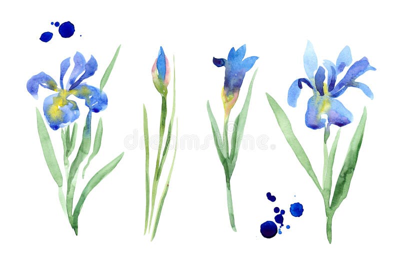 Iris Clip Art Stock Photos - Free & Royalty-Free Stock Photos from ...