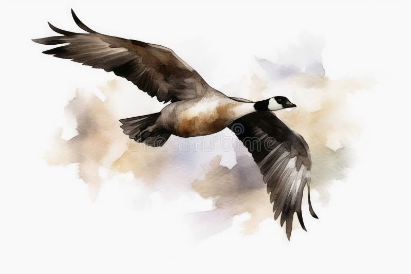 Watercolor Painted Canadian Goose on a White Background Stock ...