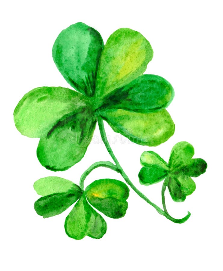 Watercolor painted clover stock illustration. Illustration of leaf ...