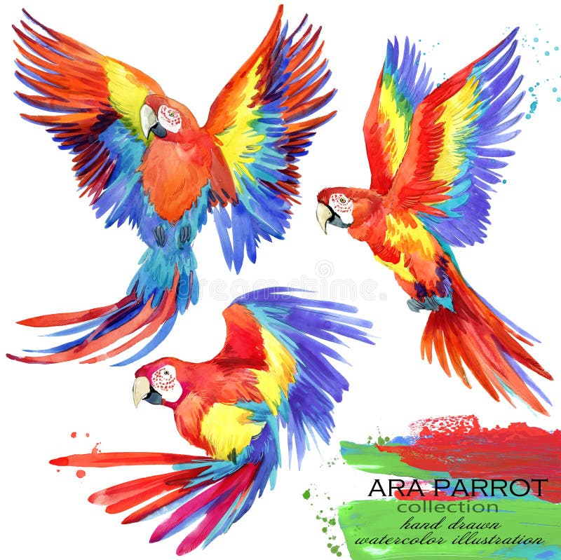 Watercolor Painted Set Ara Parrot Isolated on White Background Stock ...