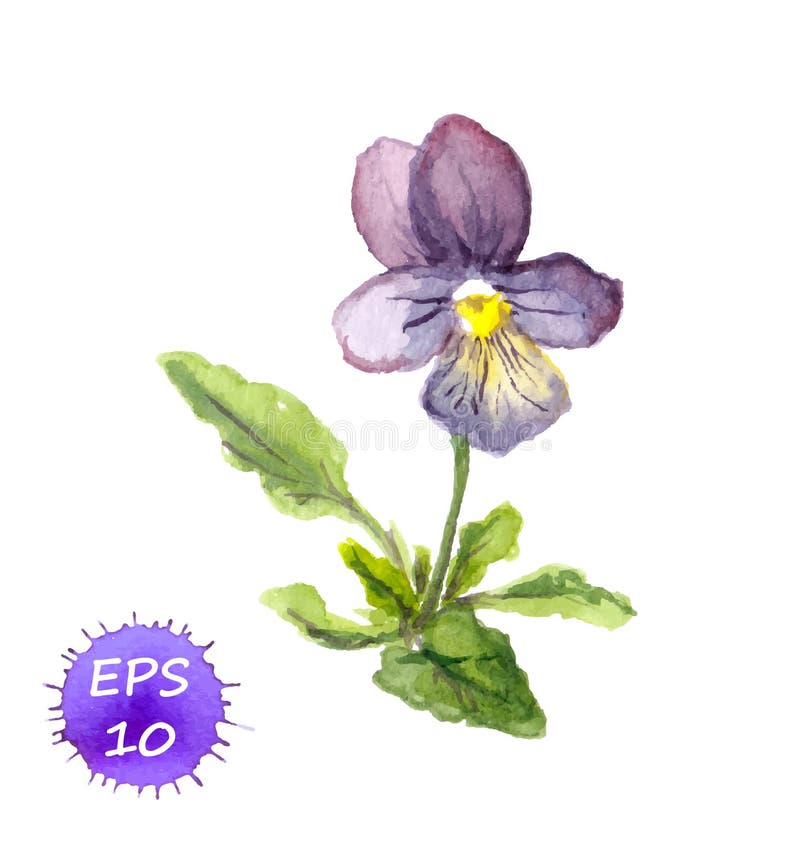 Watercolor Painted Violets, Vector Stock Vector - Illustration of ...