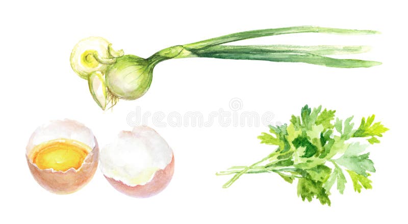 Watercolor Painting Featuring Scallion, Egg, and Parsley, Emphasizing ...