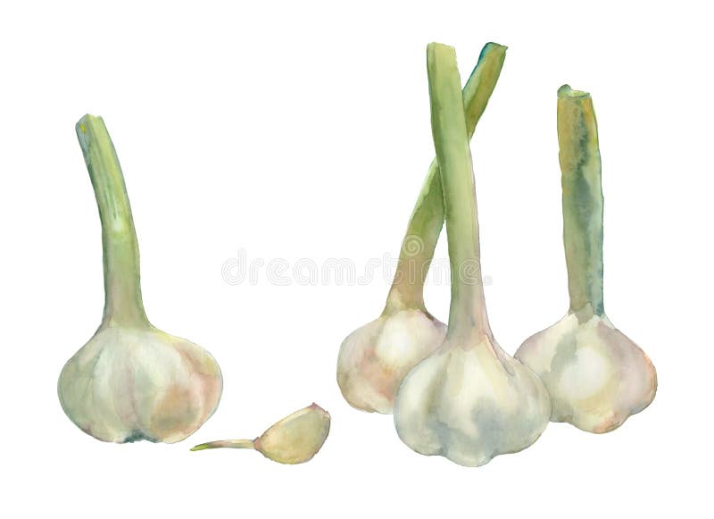 Watercolor White Garlic Clove Stock Illustrations – 249 Watercolor ...