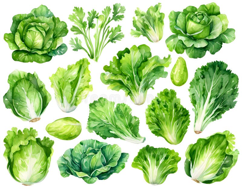 Watercolor Painting of Lettuce Stock Illustration - Illustration of ...