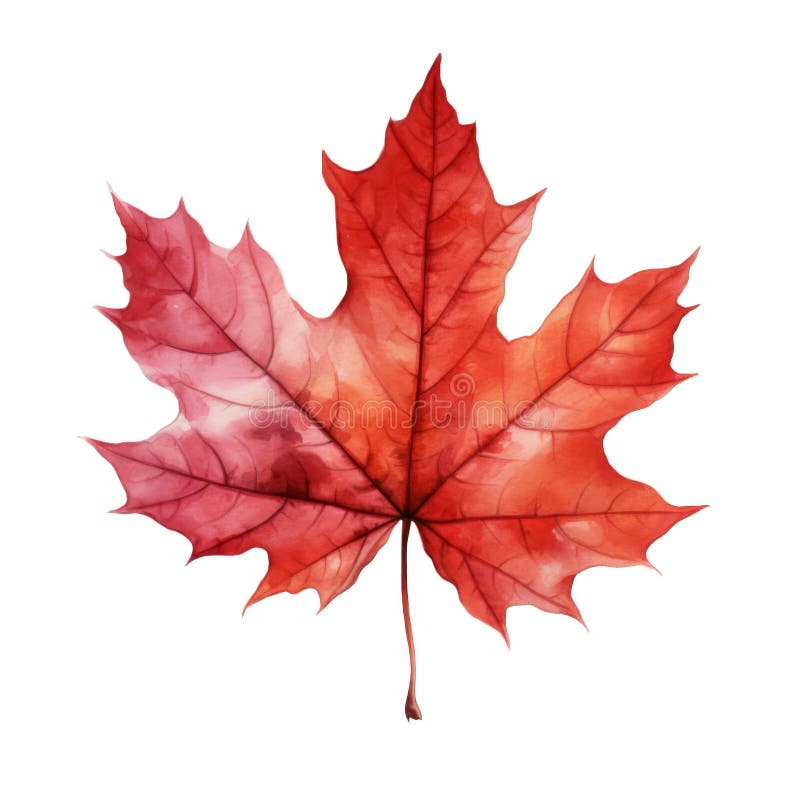 Watercolor Painting of a Red Maple Leaf Stock Image - Illustration of ...