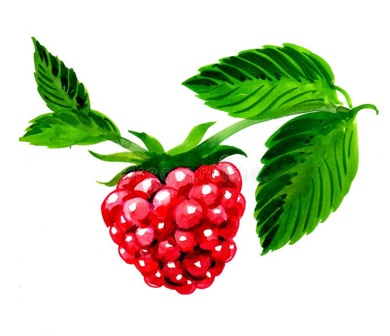 Red raspberry sketch stock illustration. Illustration of raspberry ...