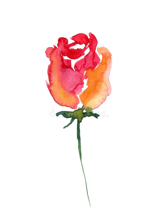 Single Rose Watercolor Painting Stock Illustrations – 5,236 Single Rose ...