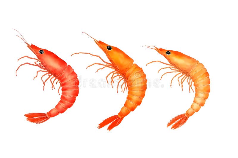 The Watercolor Painting of Shrimp in Many Patterns Stock Image - Image ...