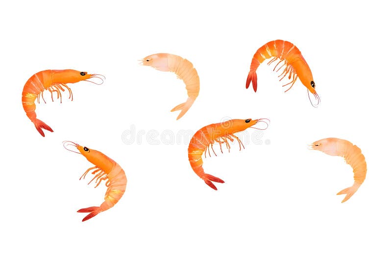 Watercolor Painting of Shrimp in Many Patterns Stock Image - Image of ...