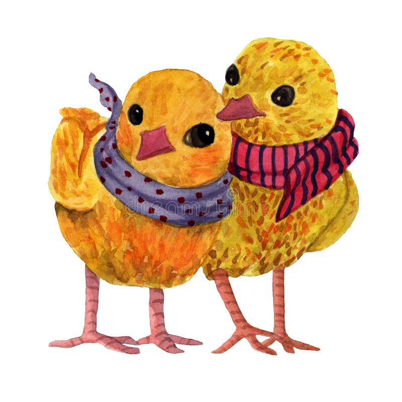 Watercolor Hen Chicks Stock Illustrations 37 Watercolor Hen Chicks