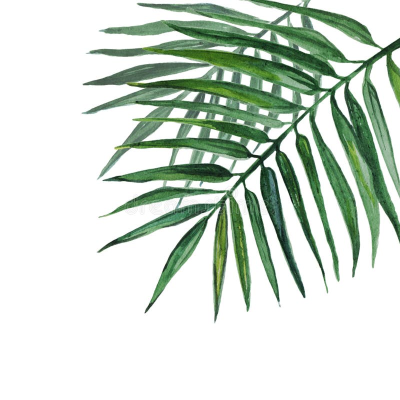 Watercolor Palm Leaves Isolated on White Background. Stock Illustration ...