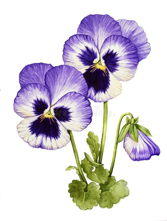 Watercolor with Pansies stock illustration. Illustration of ...