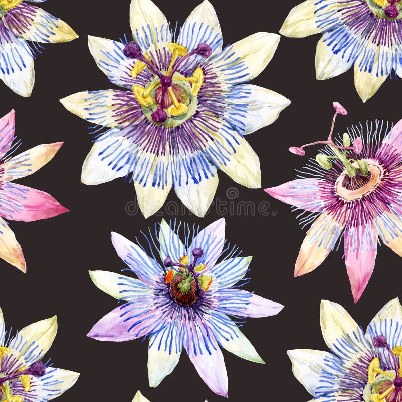 Watercolor Passion Flower Pattern Stock Illustration - Illustration of ...