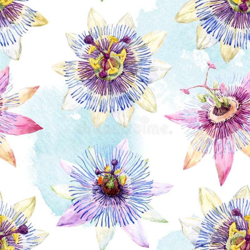Watercolor Passion Flower Pattern Stock Illustration - Illustration of ...