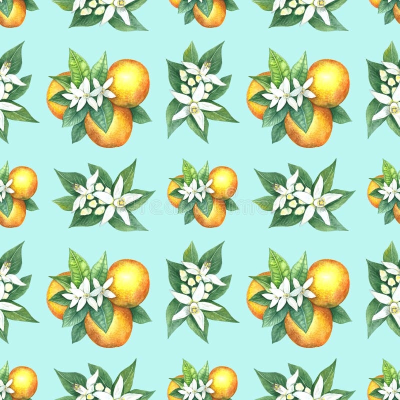 Watercolor Pattern of Oranges. Stock Illustration - Illustration of ...
